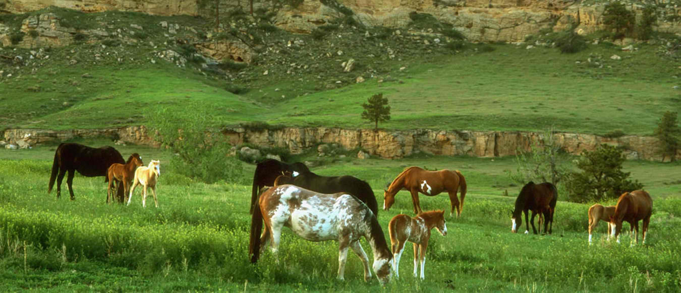 Canyon Rim Ranch Archives - Black Hills